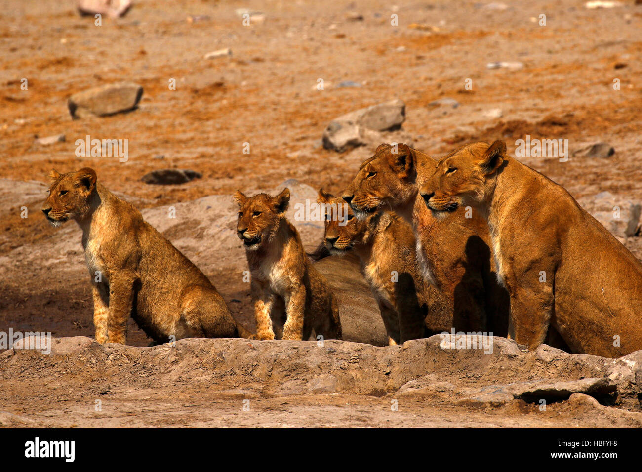 Lions, our regal predator of the African savanna Stock Photo - Alamy