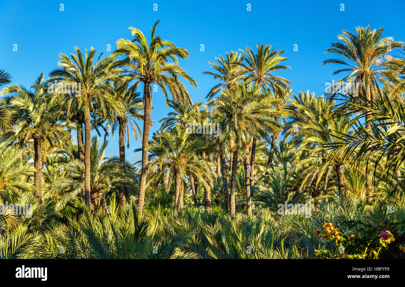 The Palmeral of Elche, Spain, one of the largest in the world. UNESCO ...
