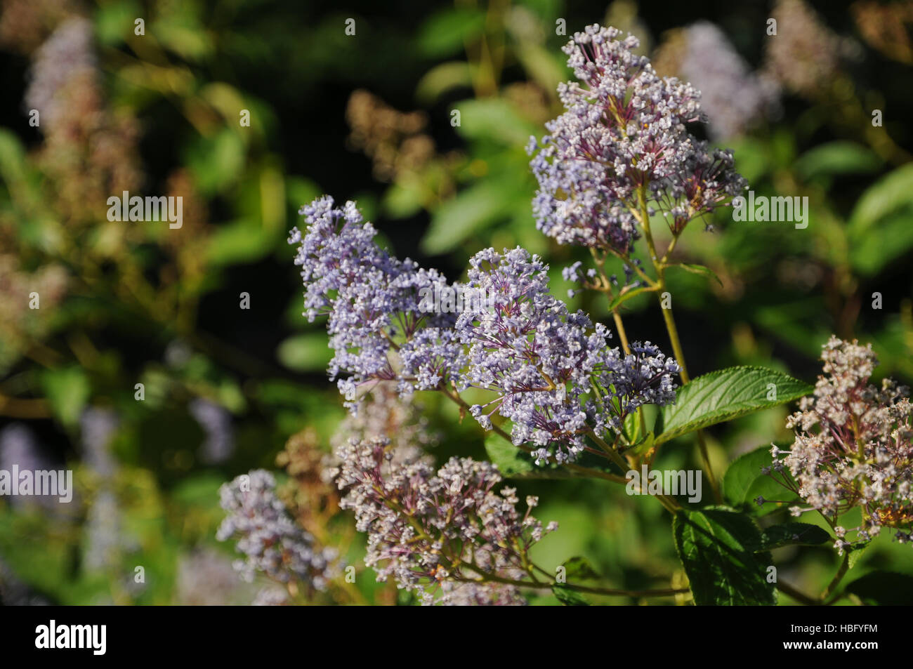 Ceanothus americanus, Califonia lilac Stock Photo - Alamy