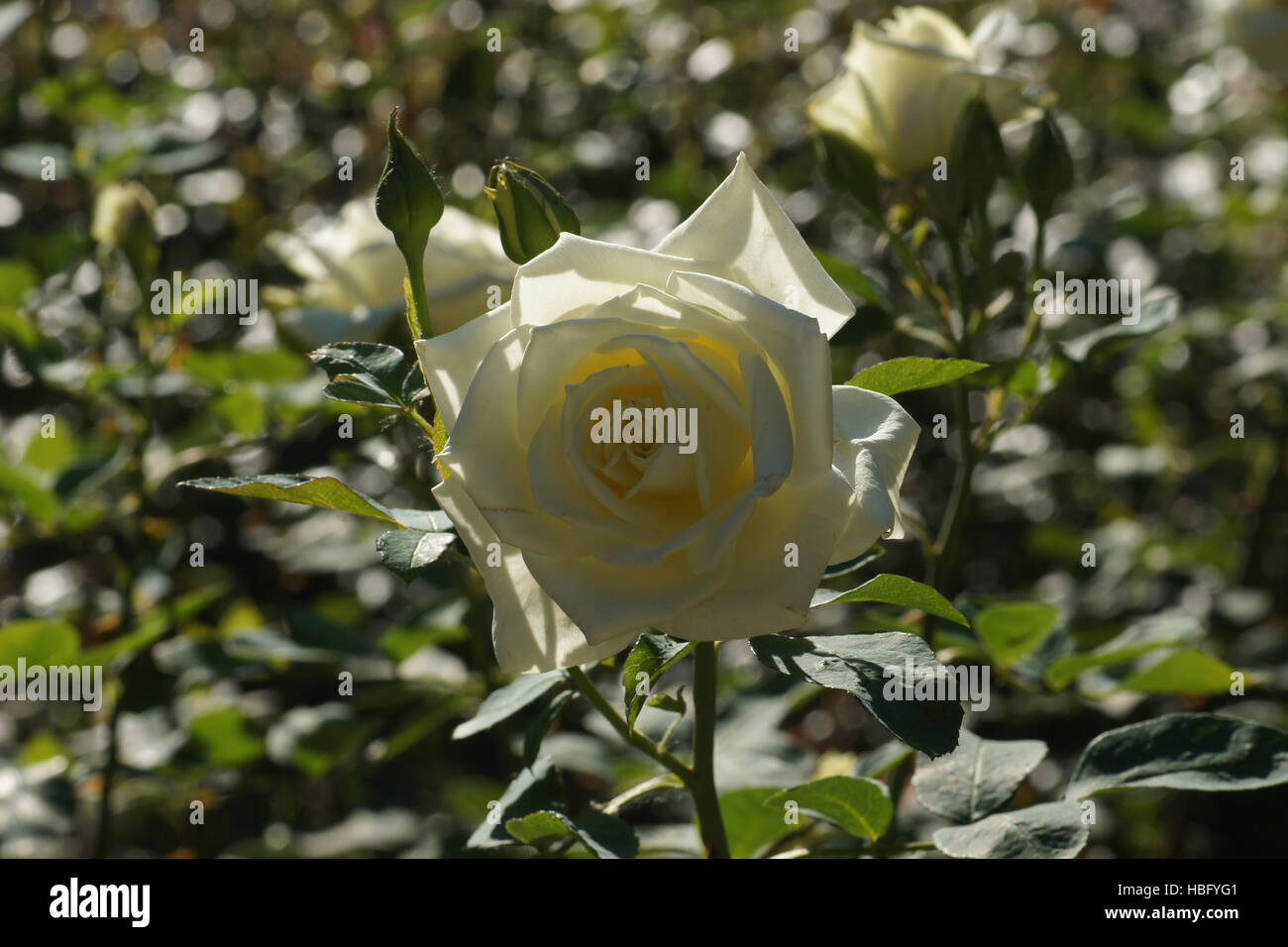 Rosa Polarstern, Hybrid-rose Stock Photo - Alamy