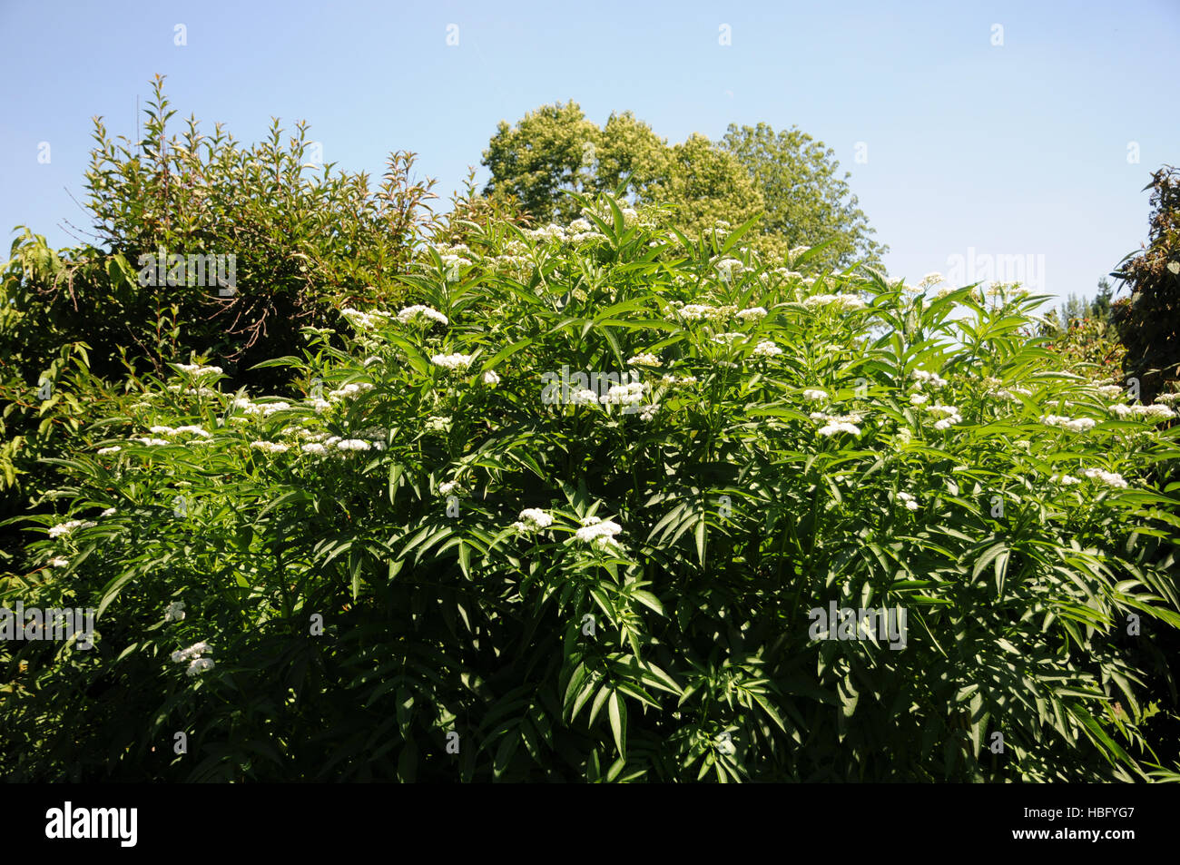 Dwarf elder sambucus ebulus hi-res stock photography and images - Alamy