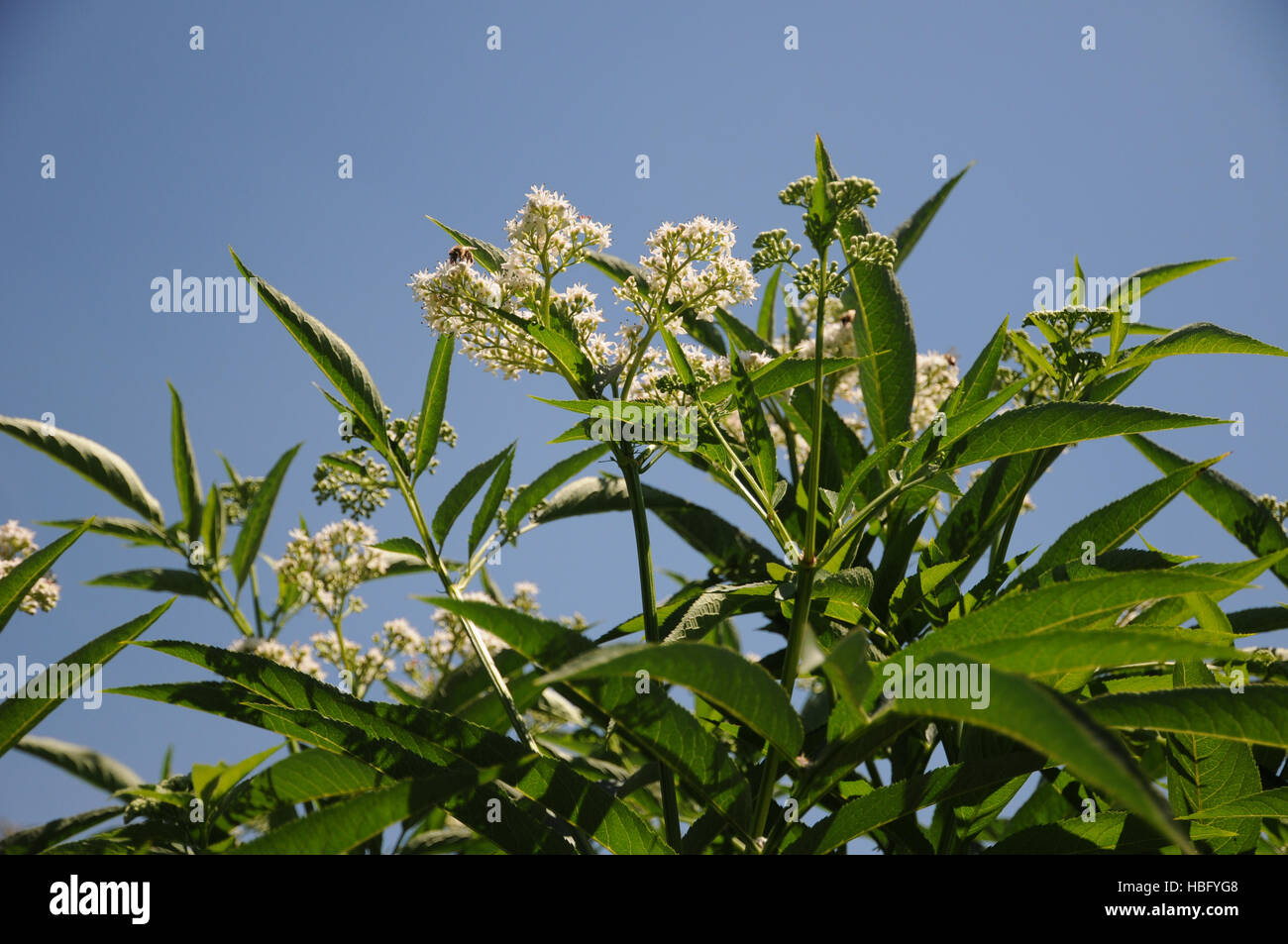 Sambucus ebulus, Dwarf elder Stock Photo - Alamy