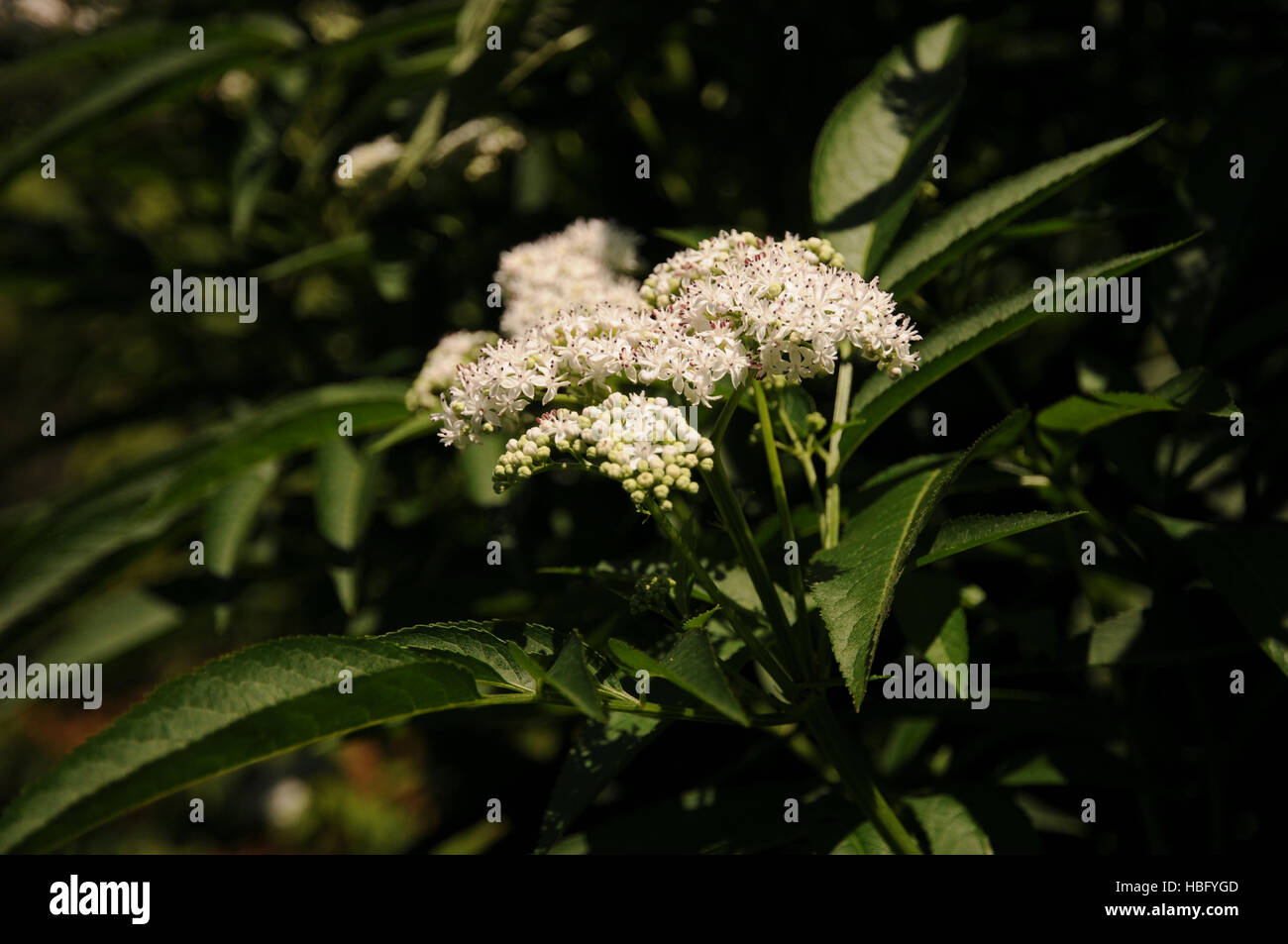 Sambucus ebulus, Dwarf elder Stock Photo - Alamy