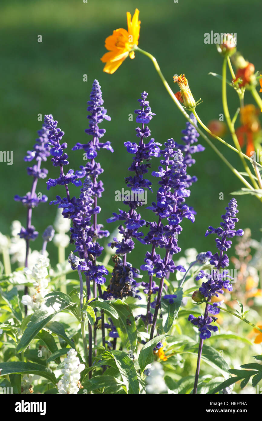 Salvia farinacea, Mealy sage Stock Photo - Alamy