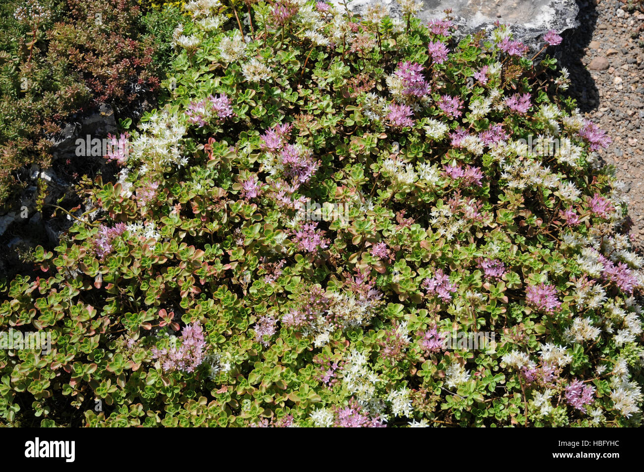 Sedum spurium hi-res stock photography and images - Alamy