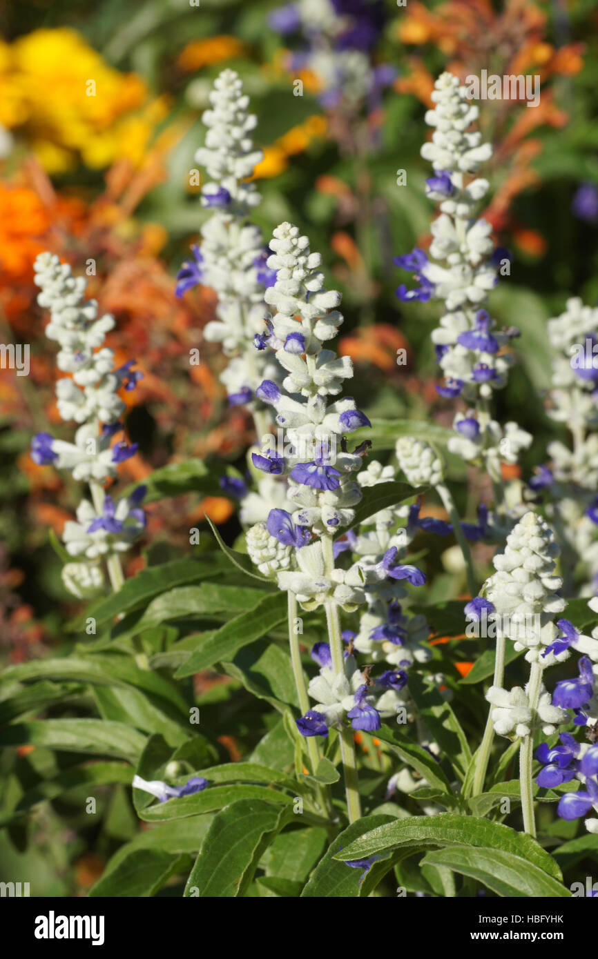 Salvia farinacea, Mealy sage Stock Photo - Alamy