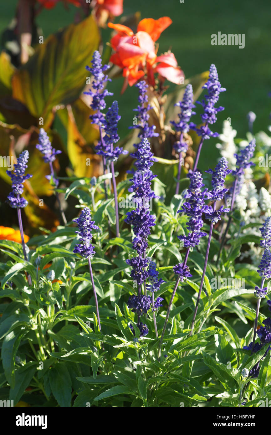 Salvia farinacea, Mealy sage Stock Photo - Alamy