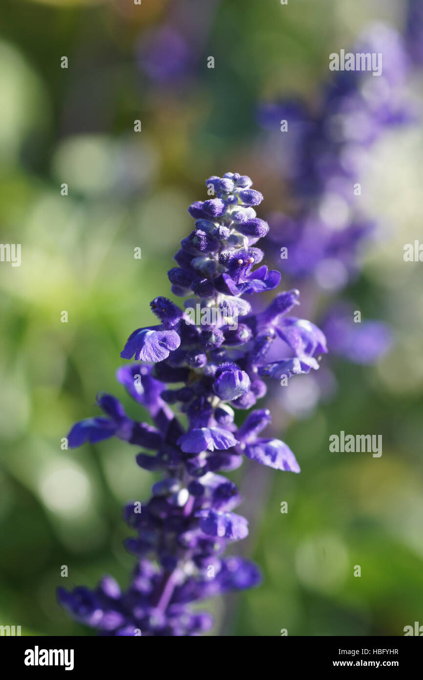 Salvia farinacea, Mealy sage Stock Photo - Alamy