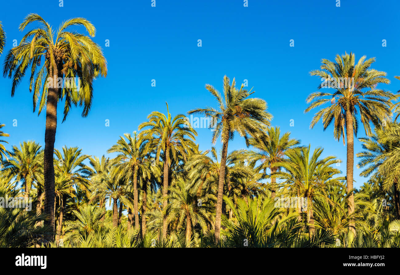 The Palmeral of Elche, Spain, one of the largest in the world. UNESCO ...