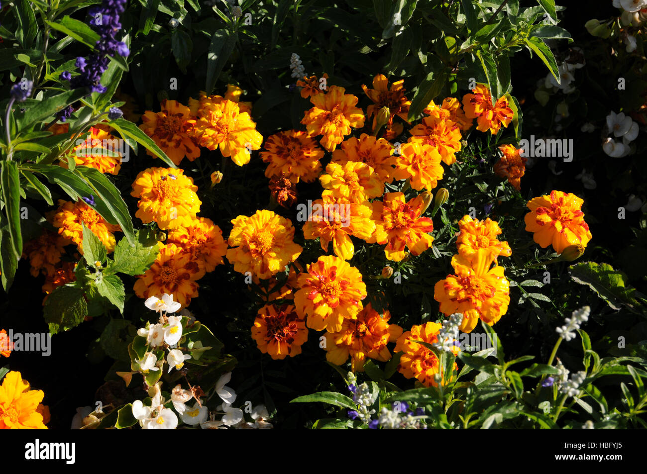 Tagetes patula french marigolds hi-res stock photography and images - Alamy