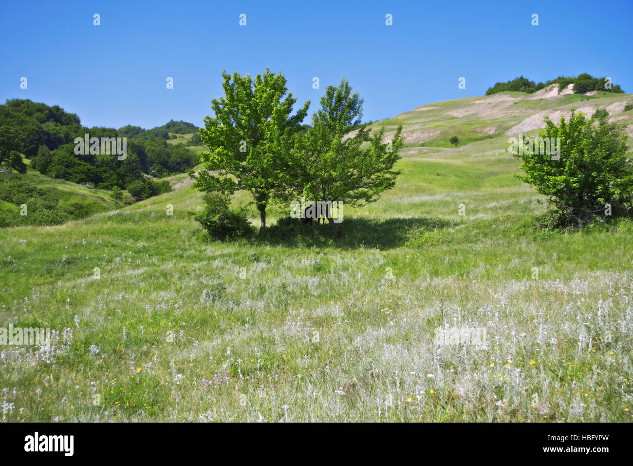 Landscape with cow Stock Photo - Alamy