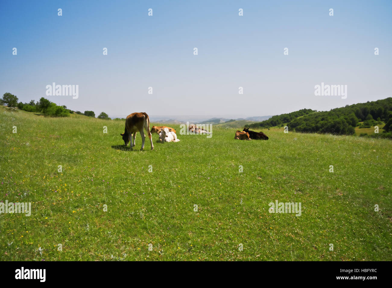 Cows on a hill Stock Photo - Alamy