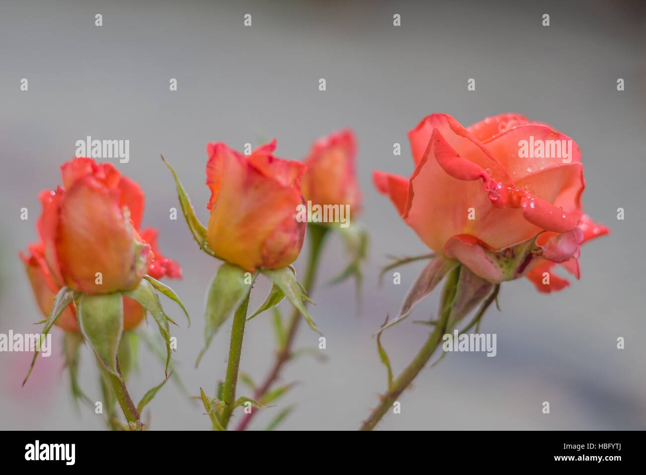 Roses rot hi-res stock photography and images - Alamy