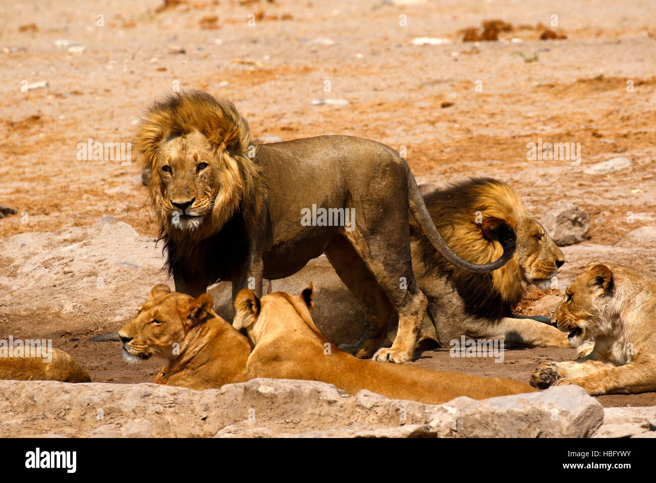 Lions, our regal predator of the African savanna Stock Photo - Alamy