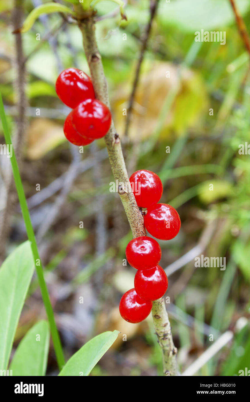 Deadly plants hi-res stock photography and images - Alamy