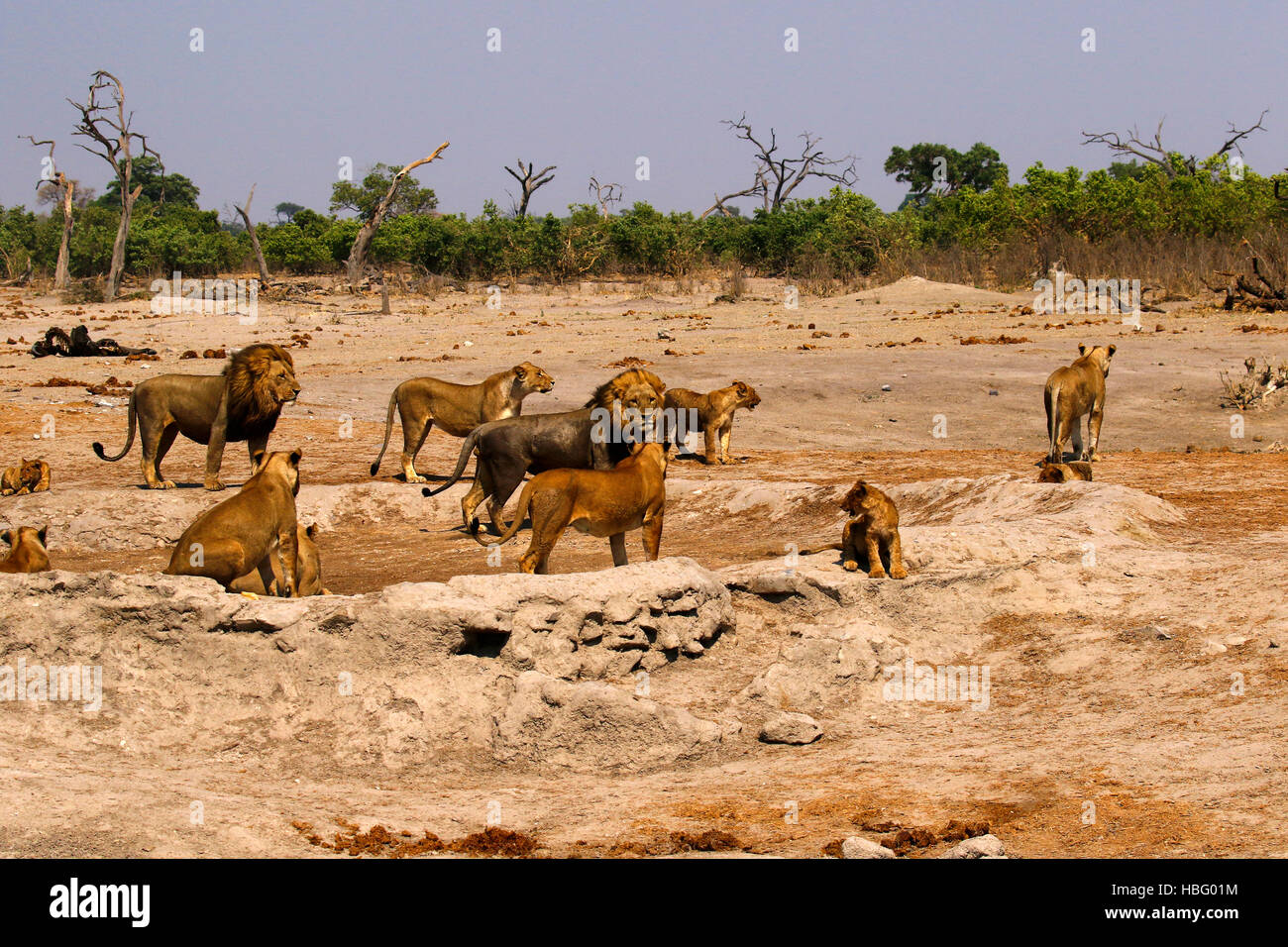 Lions, our regal predator of the African savanna Stock Photo - Alamy