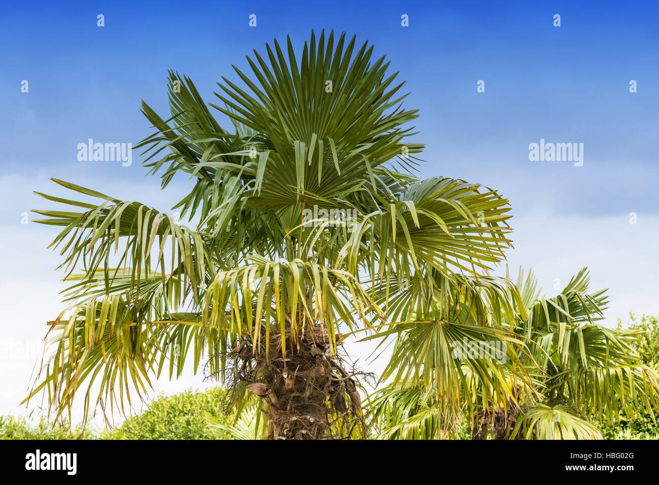 Large palm fronds hi-res stock photography and images - Alamy
