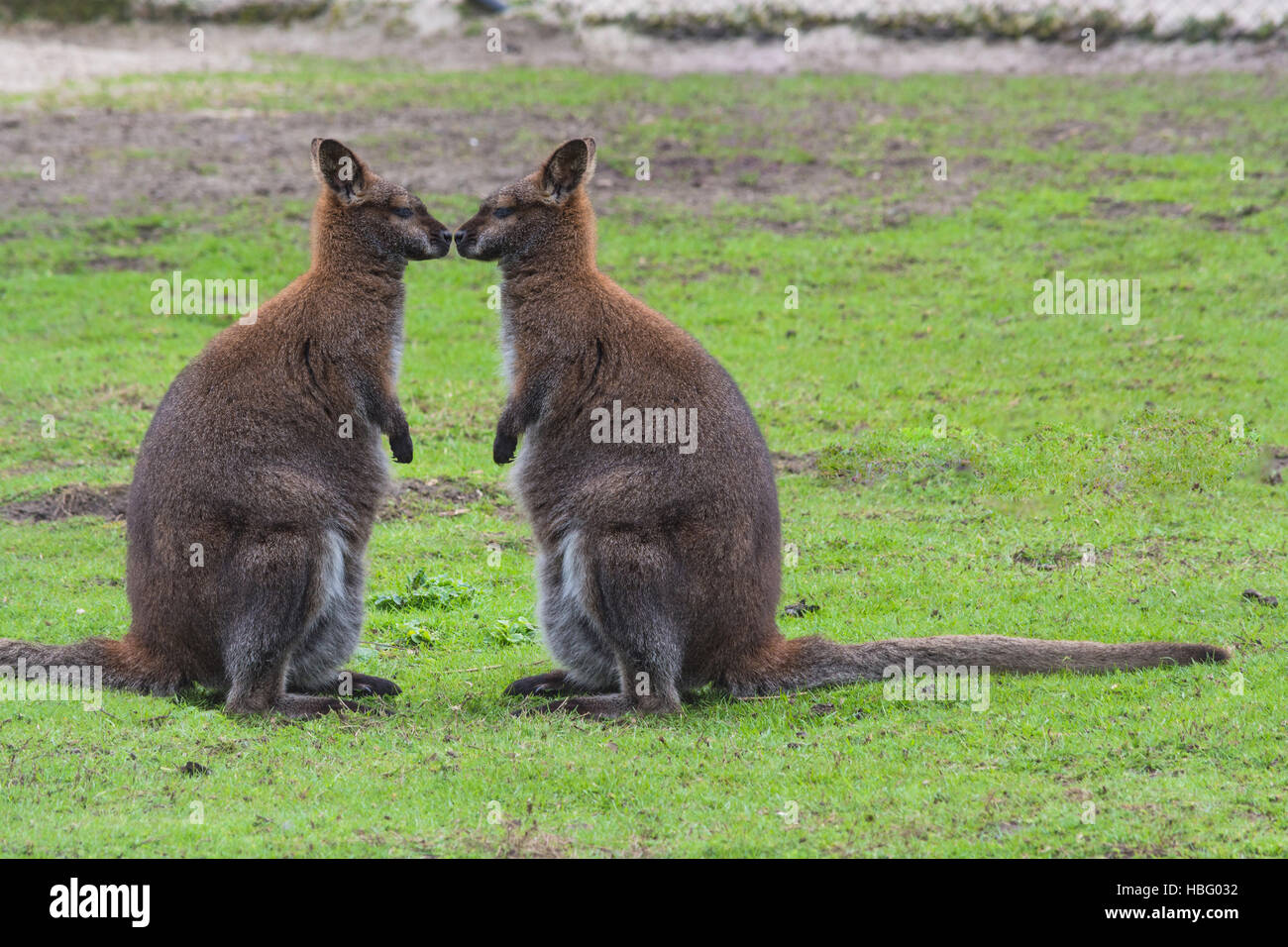 Kangaroo in its natural habitat Stock Photo - Alamy