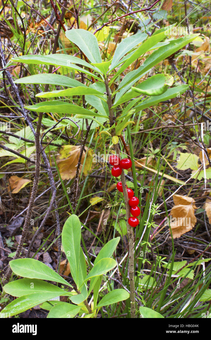 Poison berry hi-res stock photography and images - Alamy