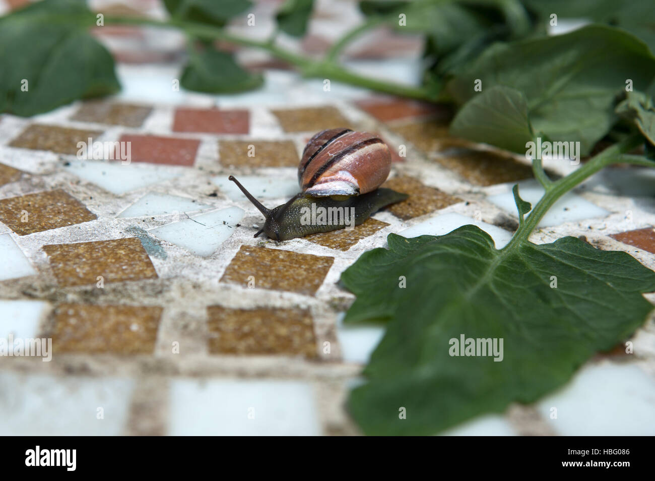 Weinberg schnecke hi-res stock photography and images - Alamy