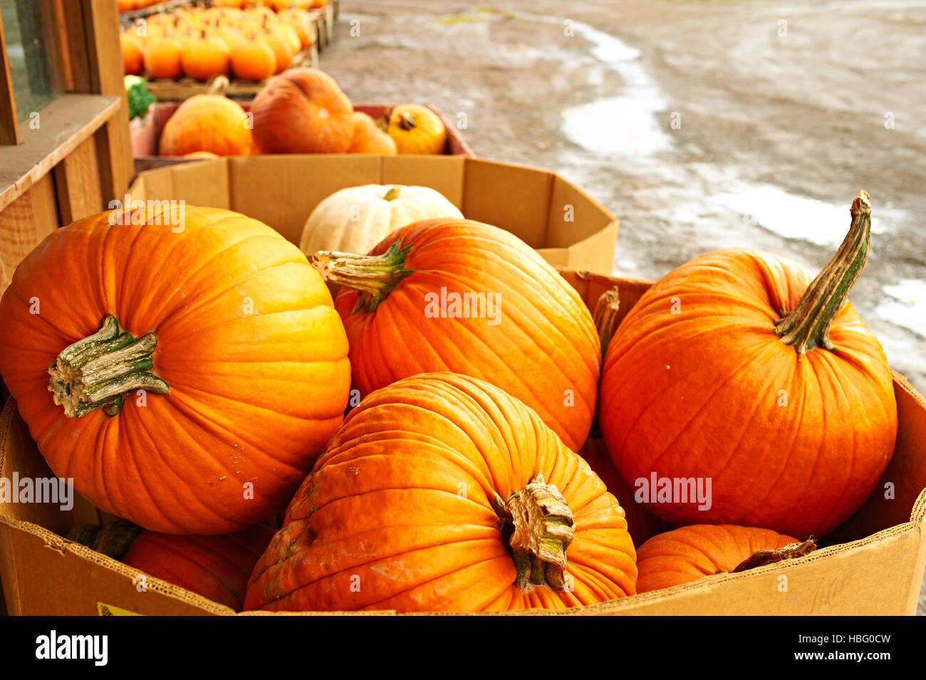 Pumpkins for sale Stock Photo - Alamy