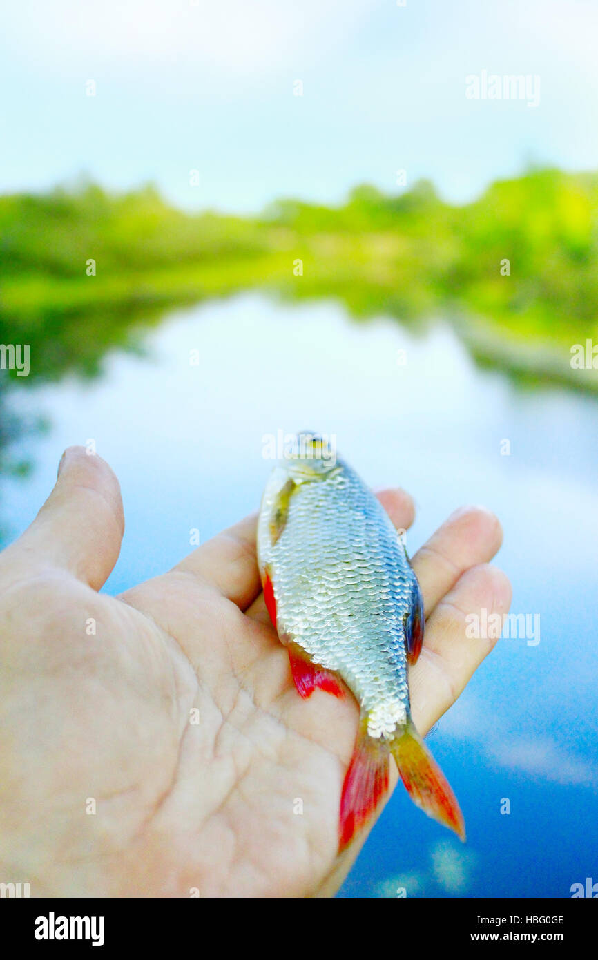 Small fish in hand hi-res stock photography and images - Alamy
