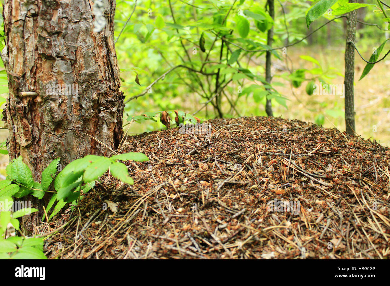 life in the big ant hill in the forest Stock Photo - Alamy