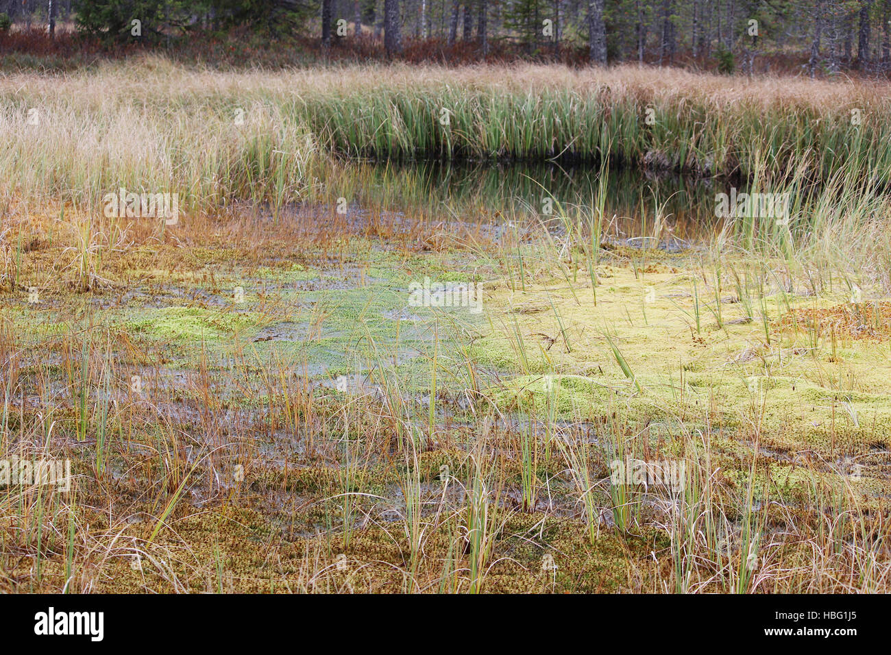 Cranberry slough hi-res stock photography and images - Alamy