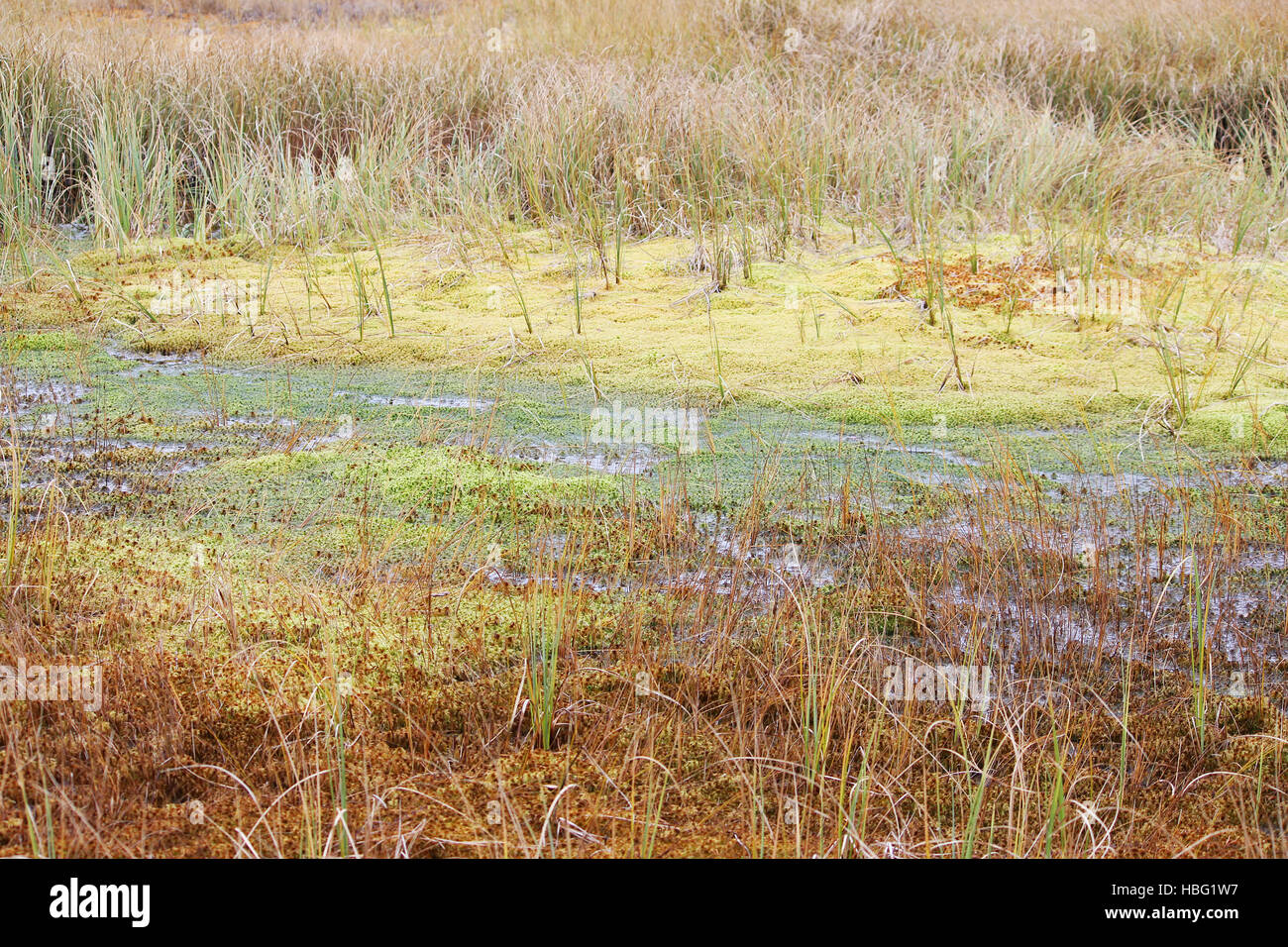 cranberry Swamp in the autumn in Arkhangelsk region of Russia Stock ...