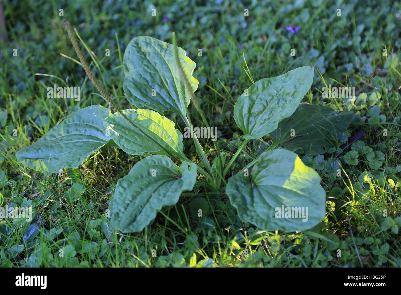 Broadleaf plantain, Plantago major Stock Photo - Alamy