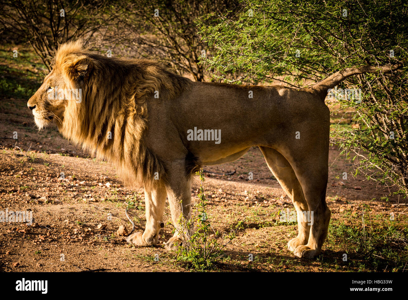 Male African Lion Stock Photo - Alamy