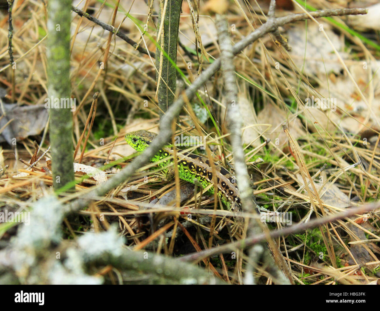 green lizard hides in the grass and leaves Stock Photo - Alamy