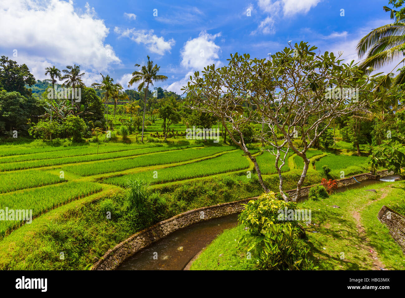 Rice fields - Bali island Indonesia Stock Photo - Alamy