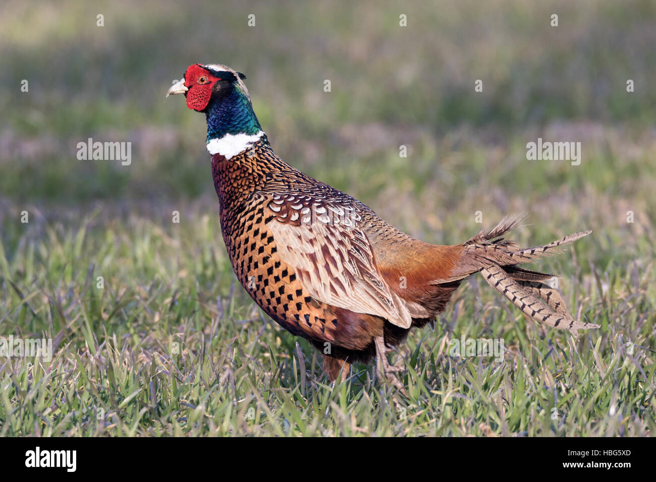 Pheasant in a field Stock Photo - Alamy
