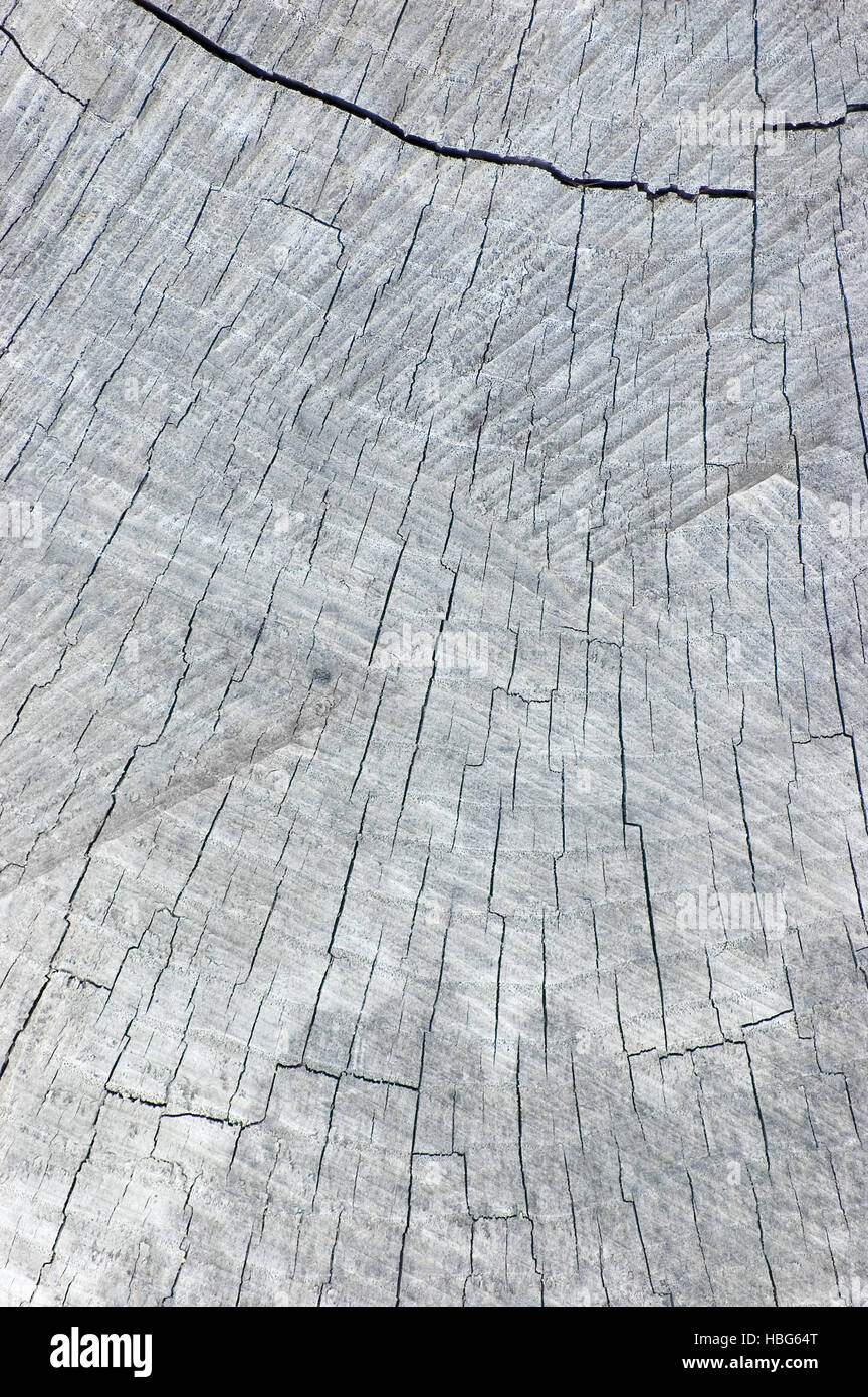 Natural Weathered Gray Tree Stump Cut Texture, Large Detailed Vertical ...