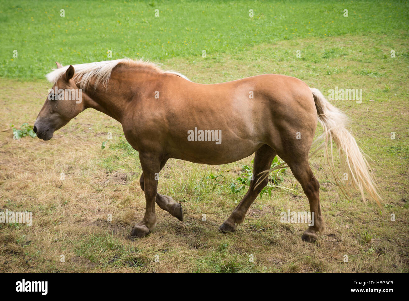 Horse on pasture Stock Photo - Alamy