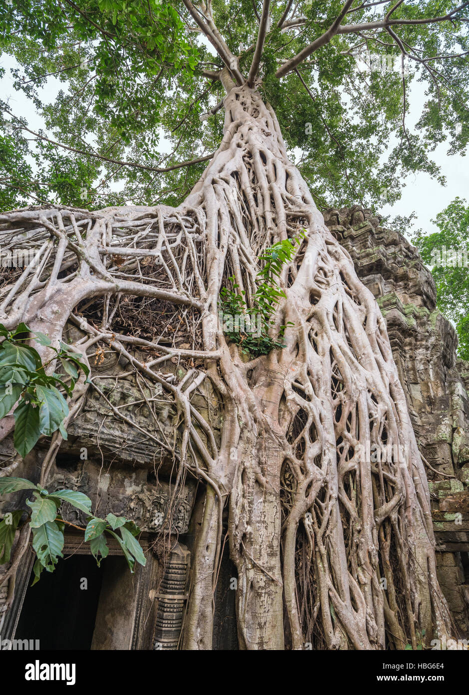 Ta Prohm Temple, Siem Reap, Cambodia Stock Photo - Alamy