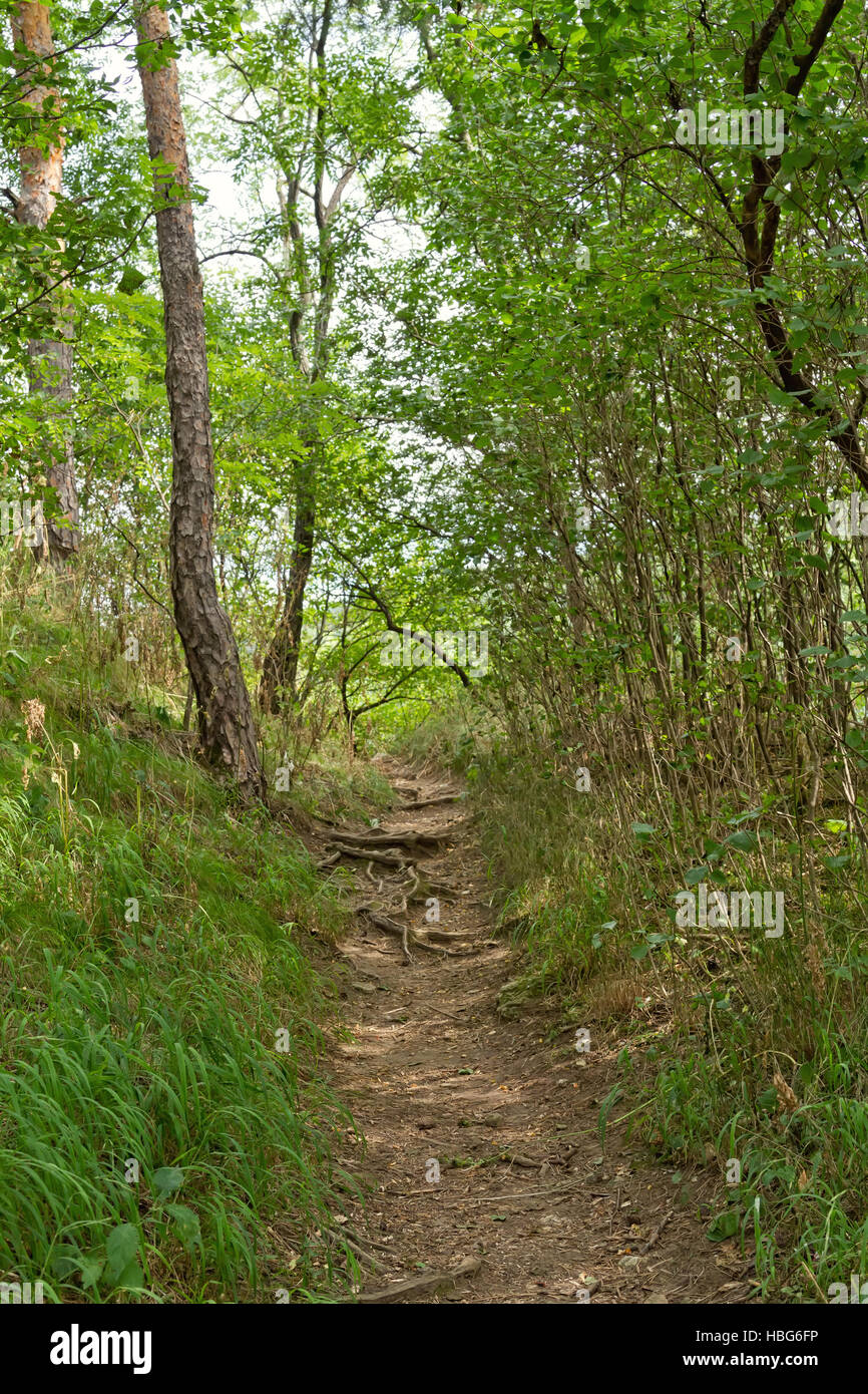 Winding path in forest hi-res stock photography and images - Alamy