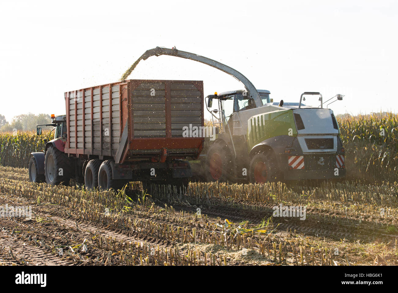 Forage at harvest of corn Stock Photo - Alamy