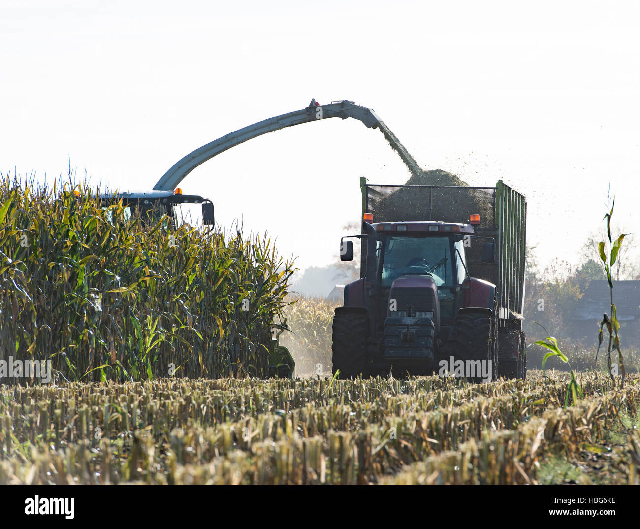 Forage at harvest of corn Stock Photo - Alamy