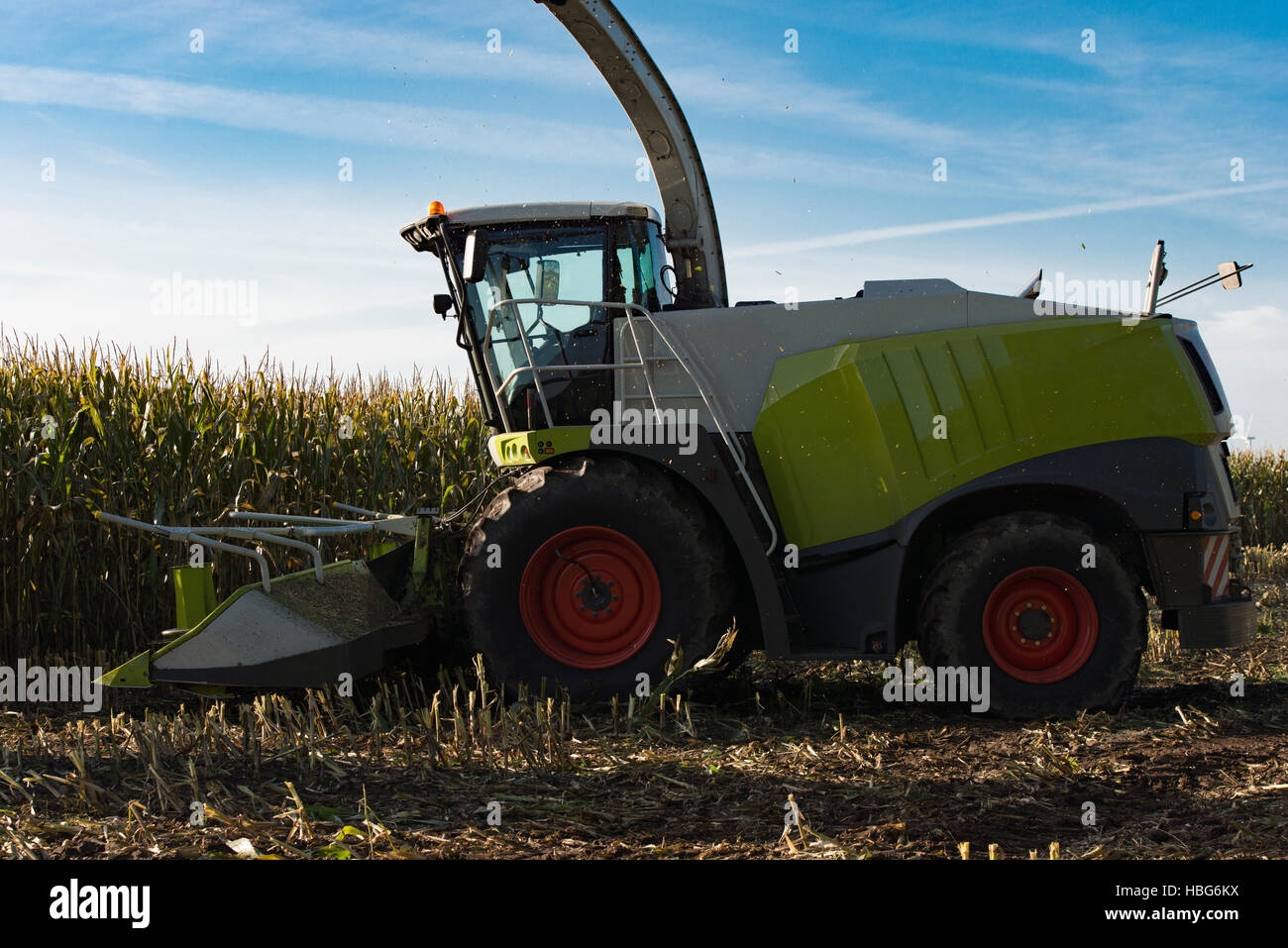 Forage at harvest of corn Stock Photo - Alamy