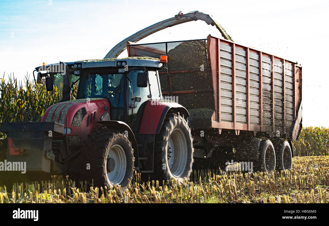 Forage at harvest of corn Stock Photo - Alamy