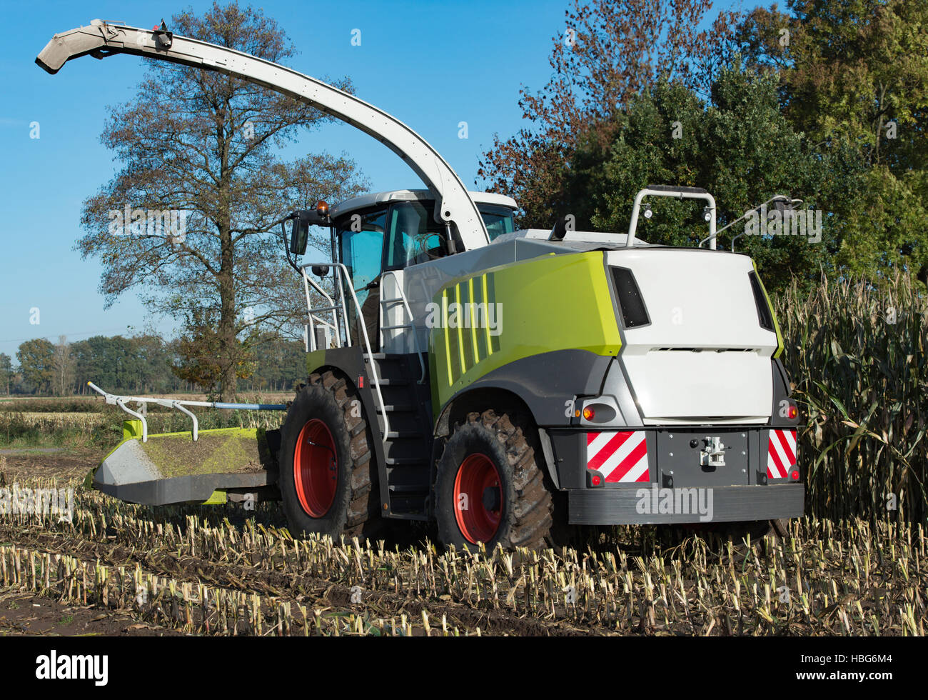 Corn maize fodder forage hi-res stock photography and images - Alamy