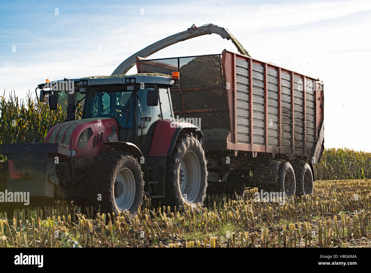 Forage at harvest of corn Stock Photo - Alamy