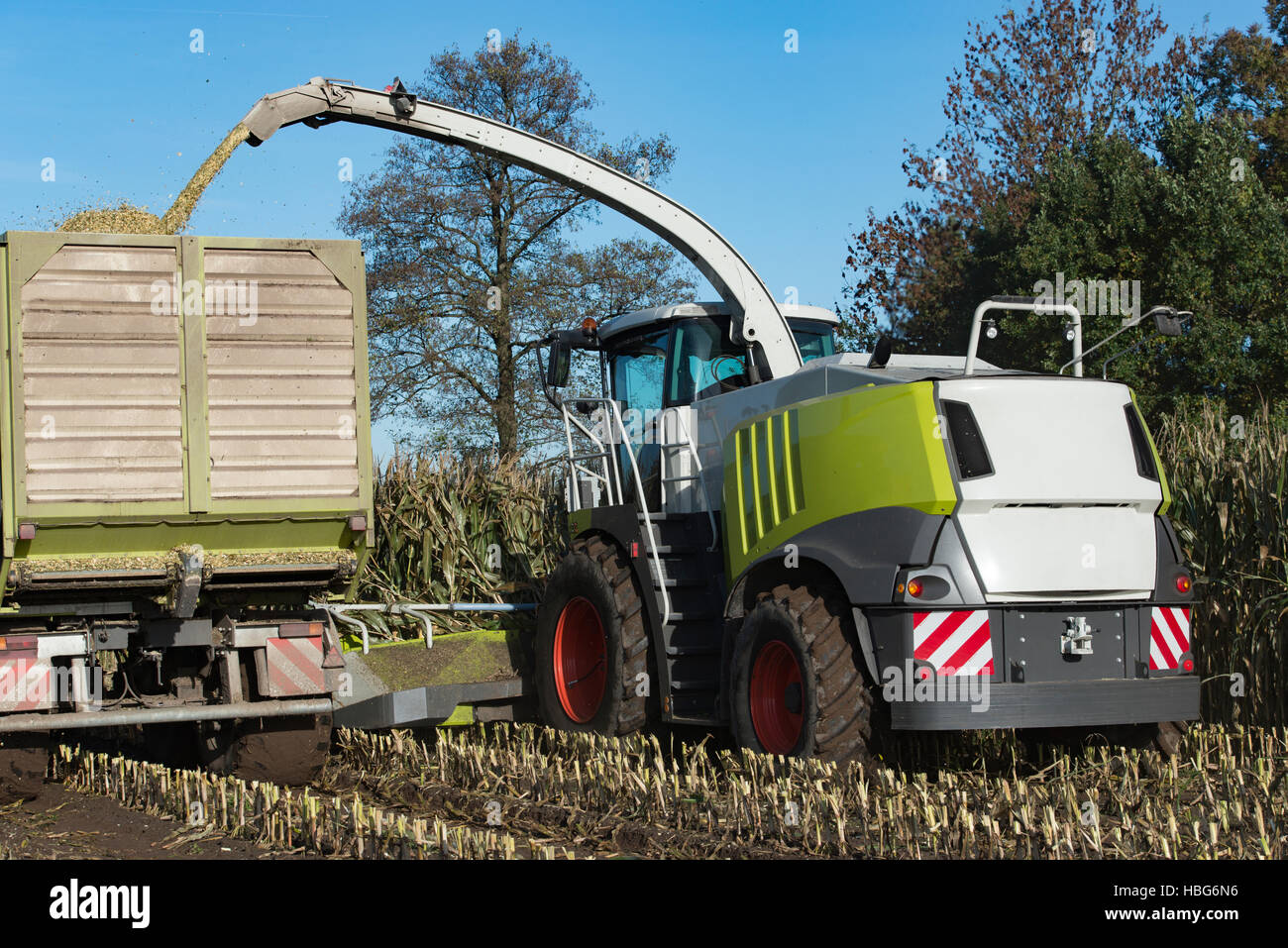 Forage at harvest of corn Stock Photo - Alamy