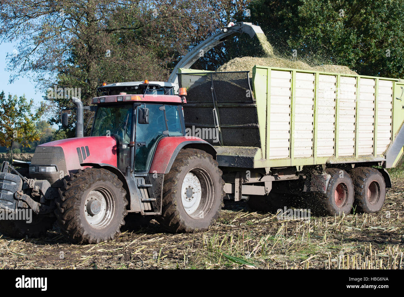 Forage at harvest of corn Stock Photo - Alamy
