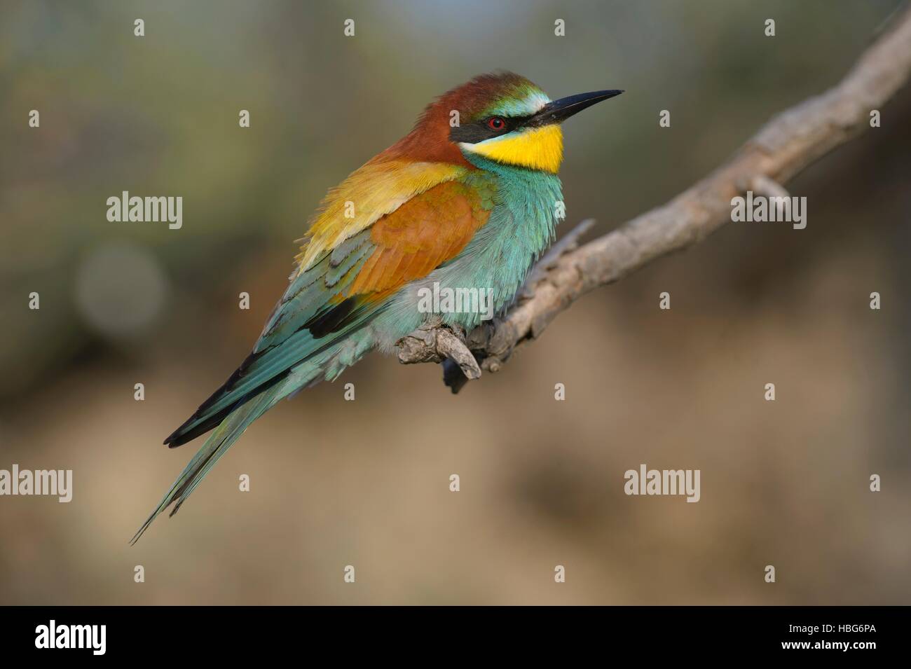 Male roller bird hi-res stock photography and images - Alamy