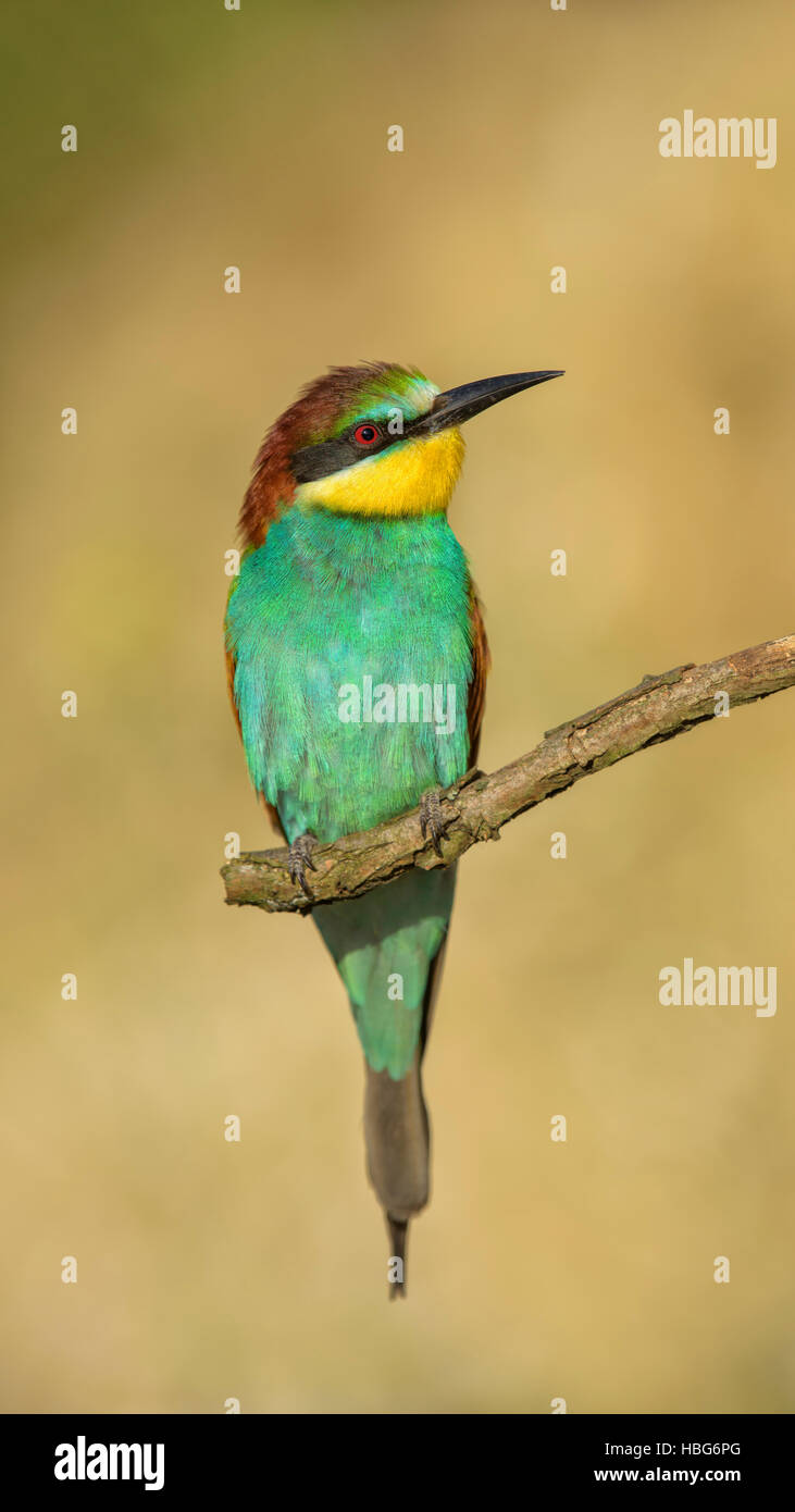 Male bee eater hi-res stock photography and images - Alamy