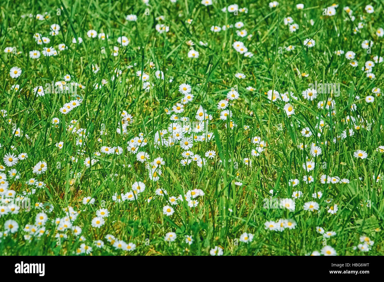 Hungarian chamomiles hi-res stock photography and images - Alamy