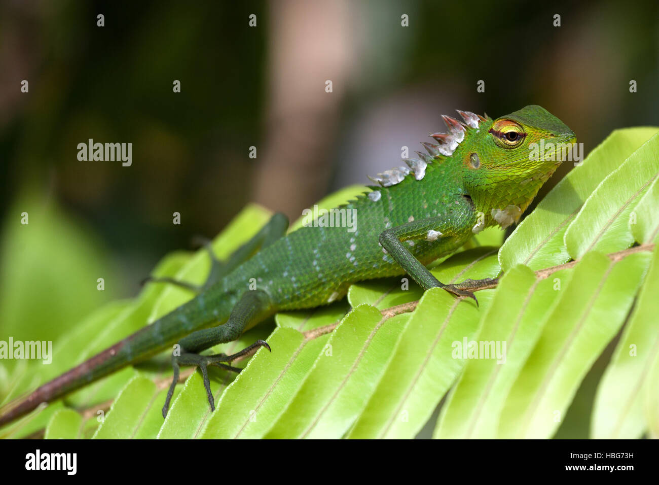 Common green forest lizard (Calotes calotes) on leaf, Sinharaja ...